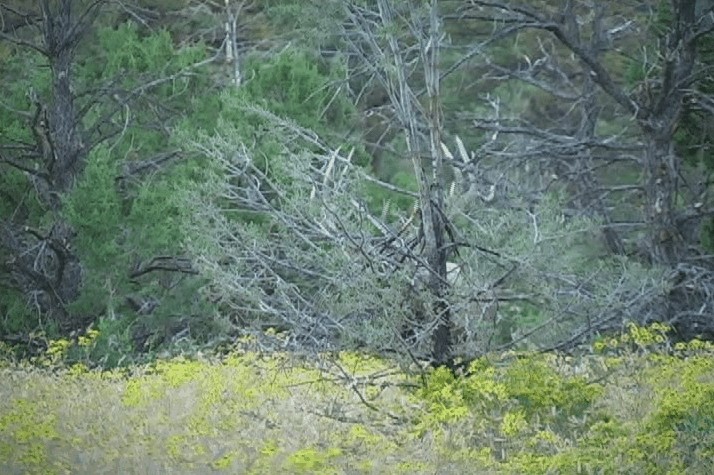 Circus Bull 5 | Elk101.com | Eat. Sleep. HUNT ELK!