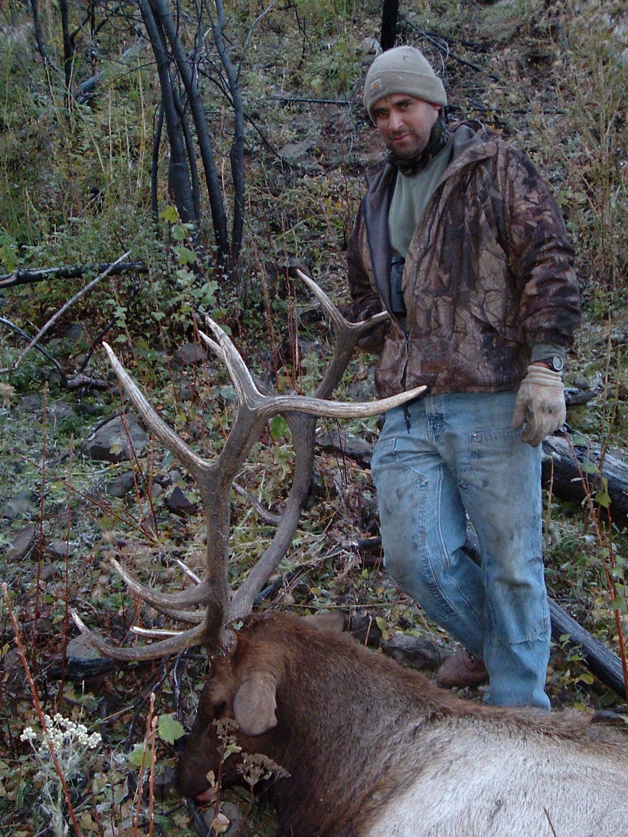 Bulls (and WOLF) of 2009…Brandon Miller & Jeremy Nesset – Idaho Elk ...
