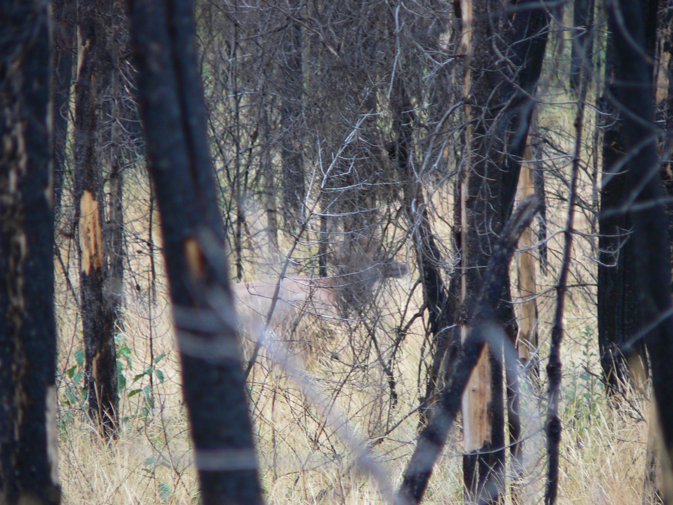 Corey’s Top 5 Elk Hunting Tips | Elk101.com | Eat. Sleep. HUNT ELK! Corey’s Top 5 Elk Hunting Tips | Elk101.com | Eat. Sleep. HUNT ELK!