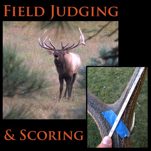 Feature – Field Judging & Scoring | Elk101.com | Eat. Sleep. HUNT ELK!