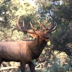 Field Judging Elk | Elk101.com | Eat. Sleep. HUNT ELK!