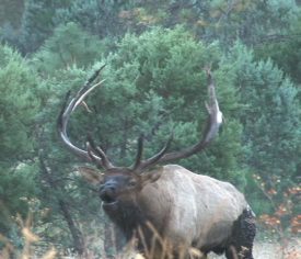 Field Judging Elk | Elk101.com | Eat. Sleep. HUNT ELK!
