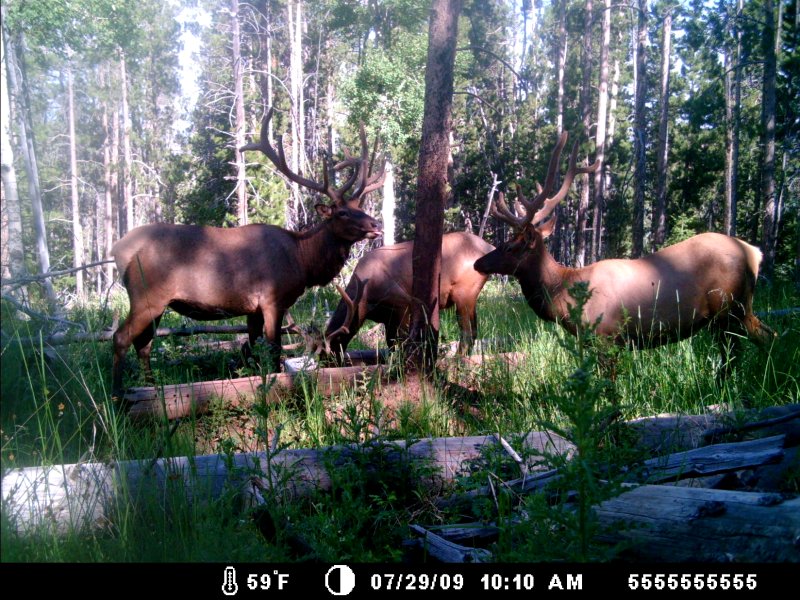 Trail Cameras | Elk101.com | Eat. Sleep. HUNT ELK!