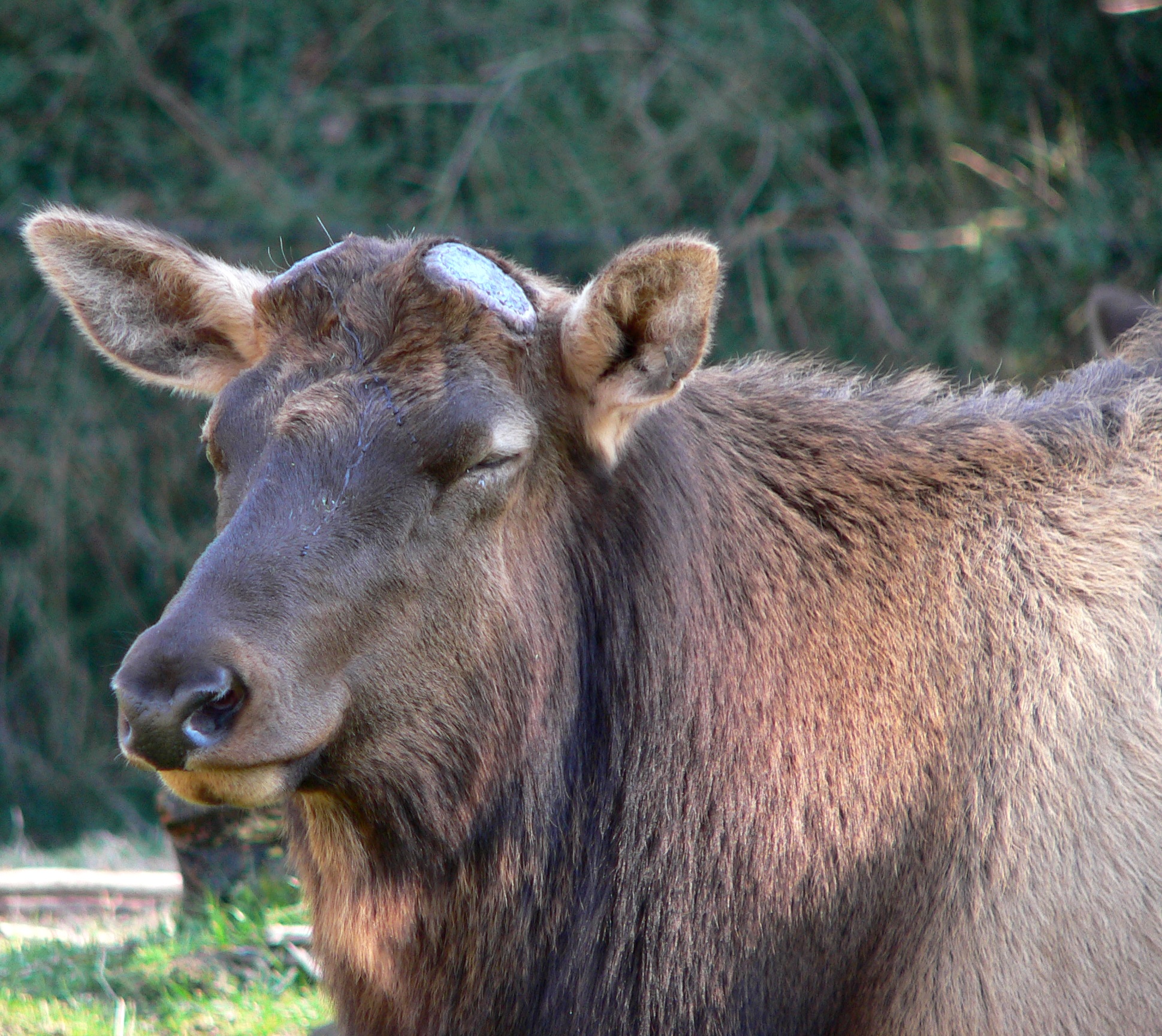 The Life of a Bull Elk | Elk101.com | Eat. Sleep. HUNT ELK!