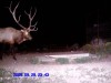 The Miracle of Antler Growth | Elk101.com | Eat. Sleep. HUNT ELK!