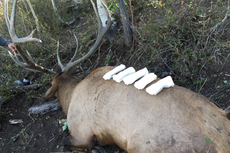 Packing Elk Quarters | Elk101.com | Eat. Sleep. HUNT ELK!