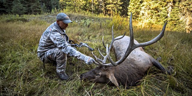 Top 5 Elk Hunting Tips | Elk101.com | Eat. Sleep. HUNT ELK!