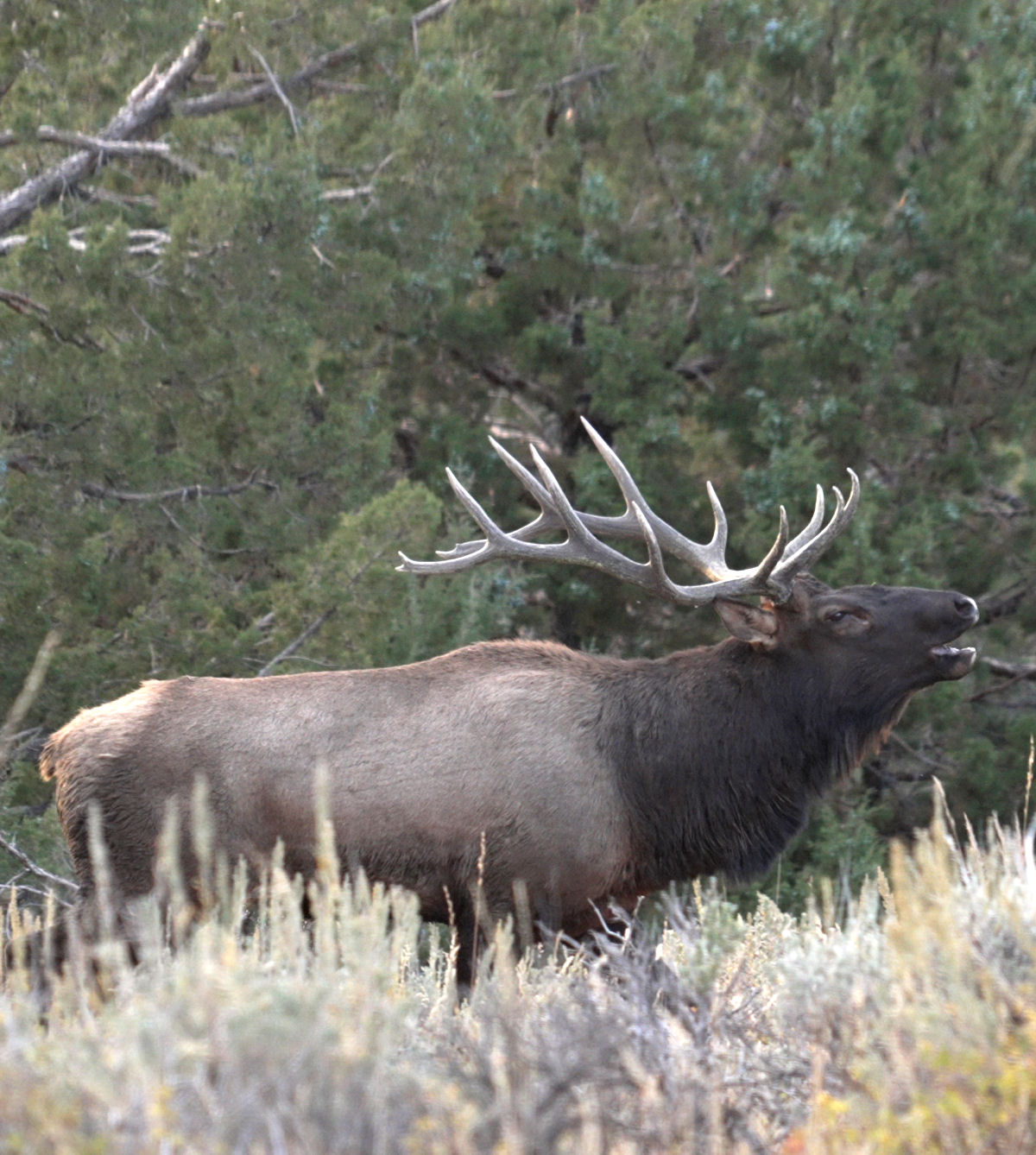 Does Elk Calling Really Work? | Elk101.com | Eat. Sleep. HUNT ELK!